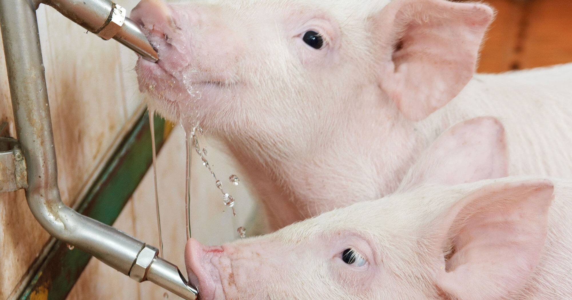 Schweinehaltung: Fütterung und Tierwohl beim Schwein (Teil B)