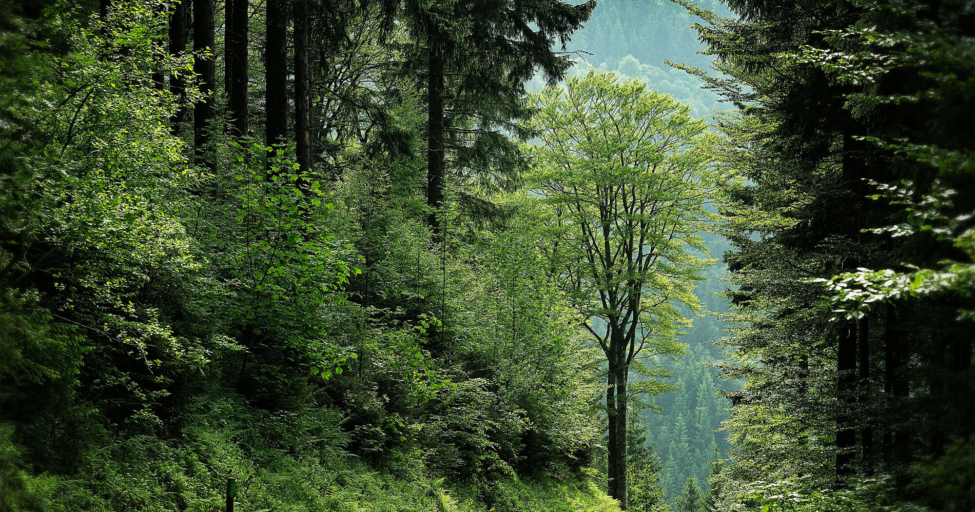 Commercial Forest Explained
