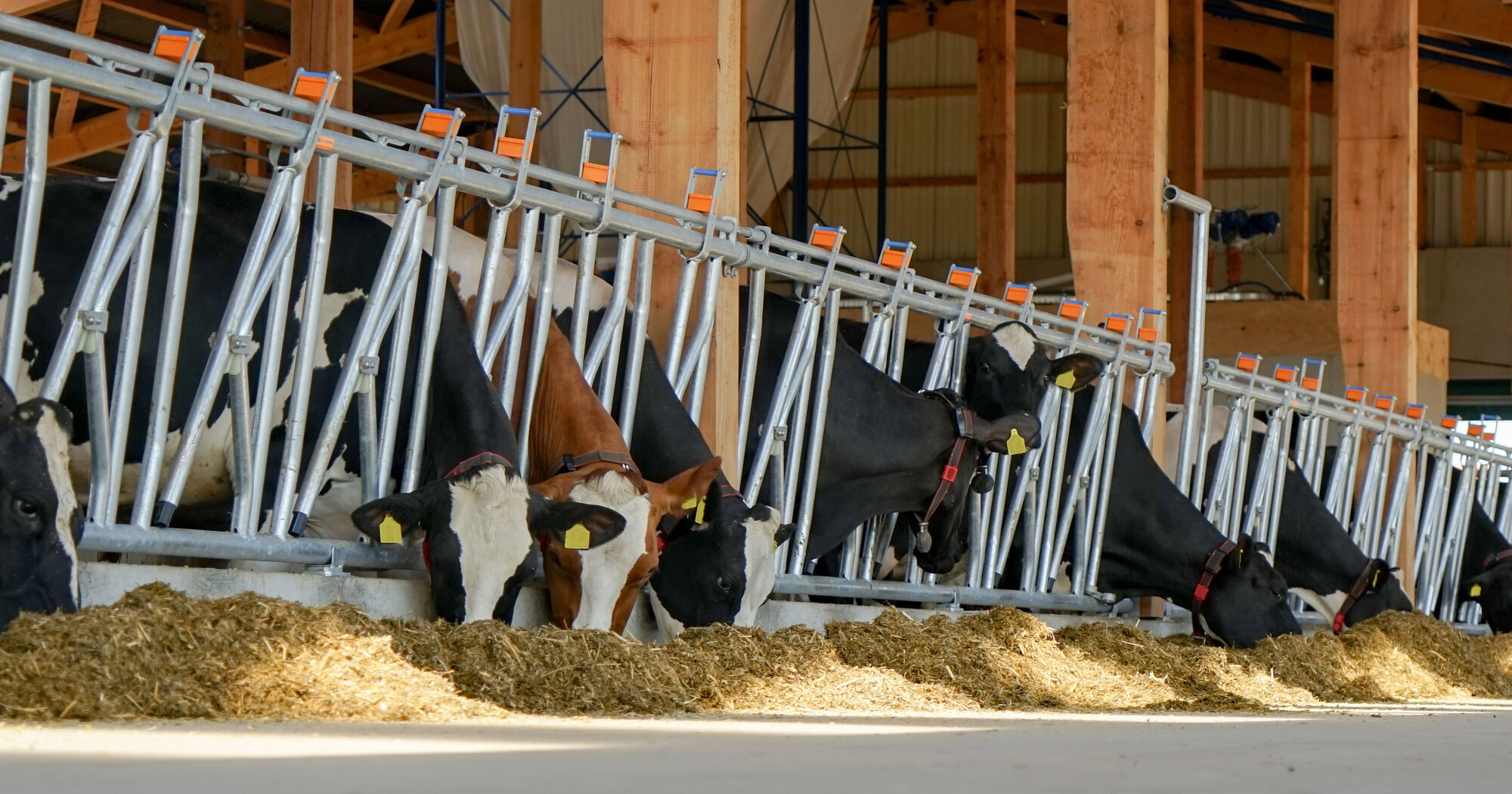 DLG-Forum Spitzenbetriebe Milcherzeugung 2024