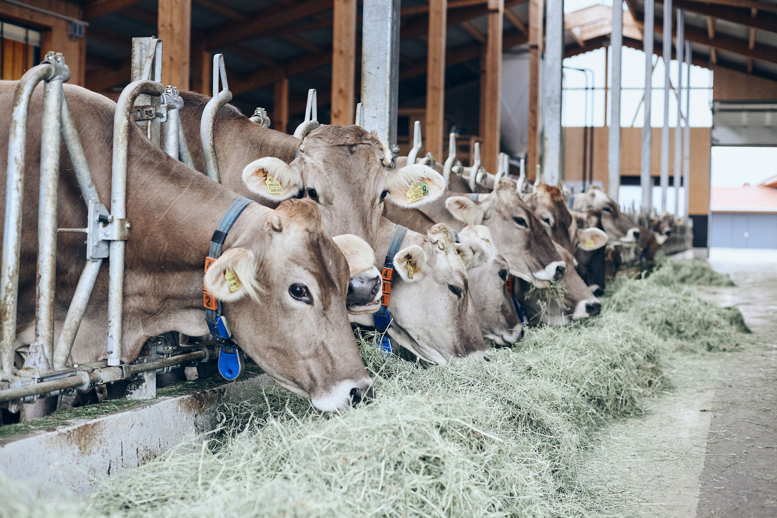 Technology in Animal Farming