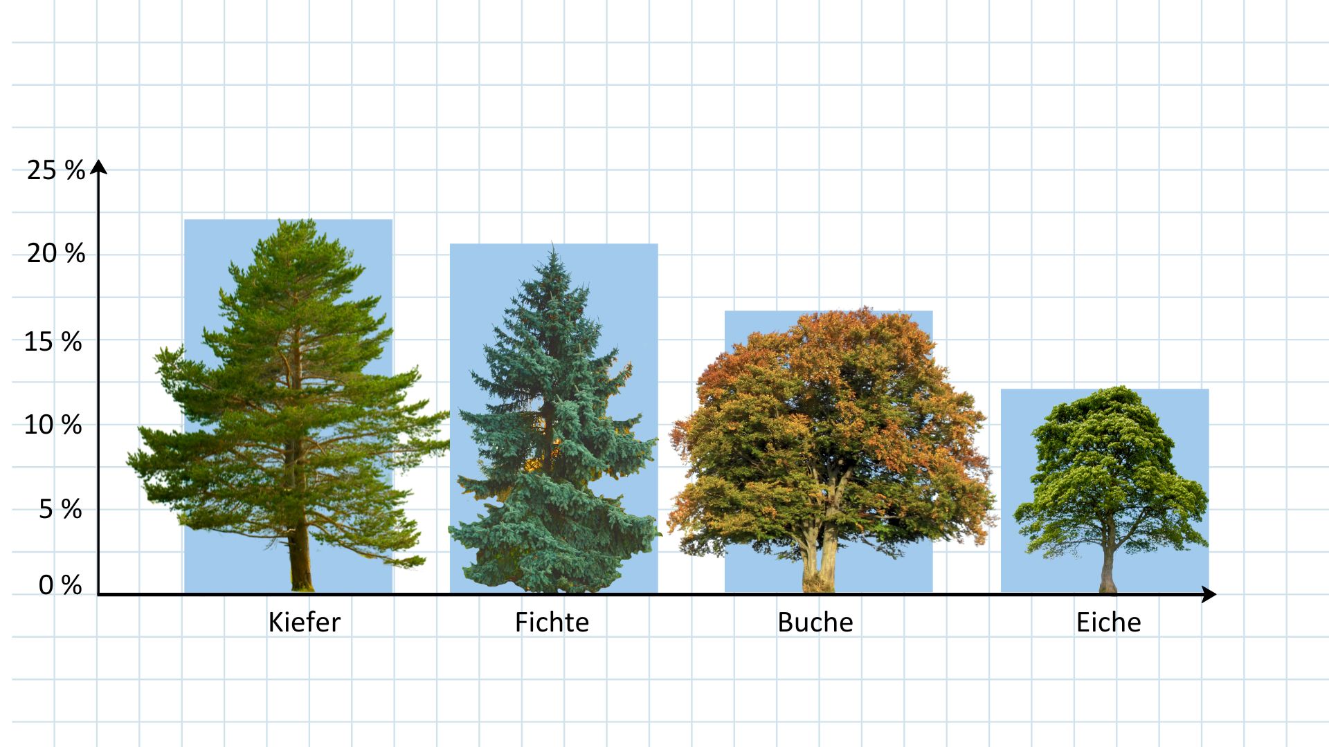 Germany's Forests: The Current Situation