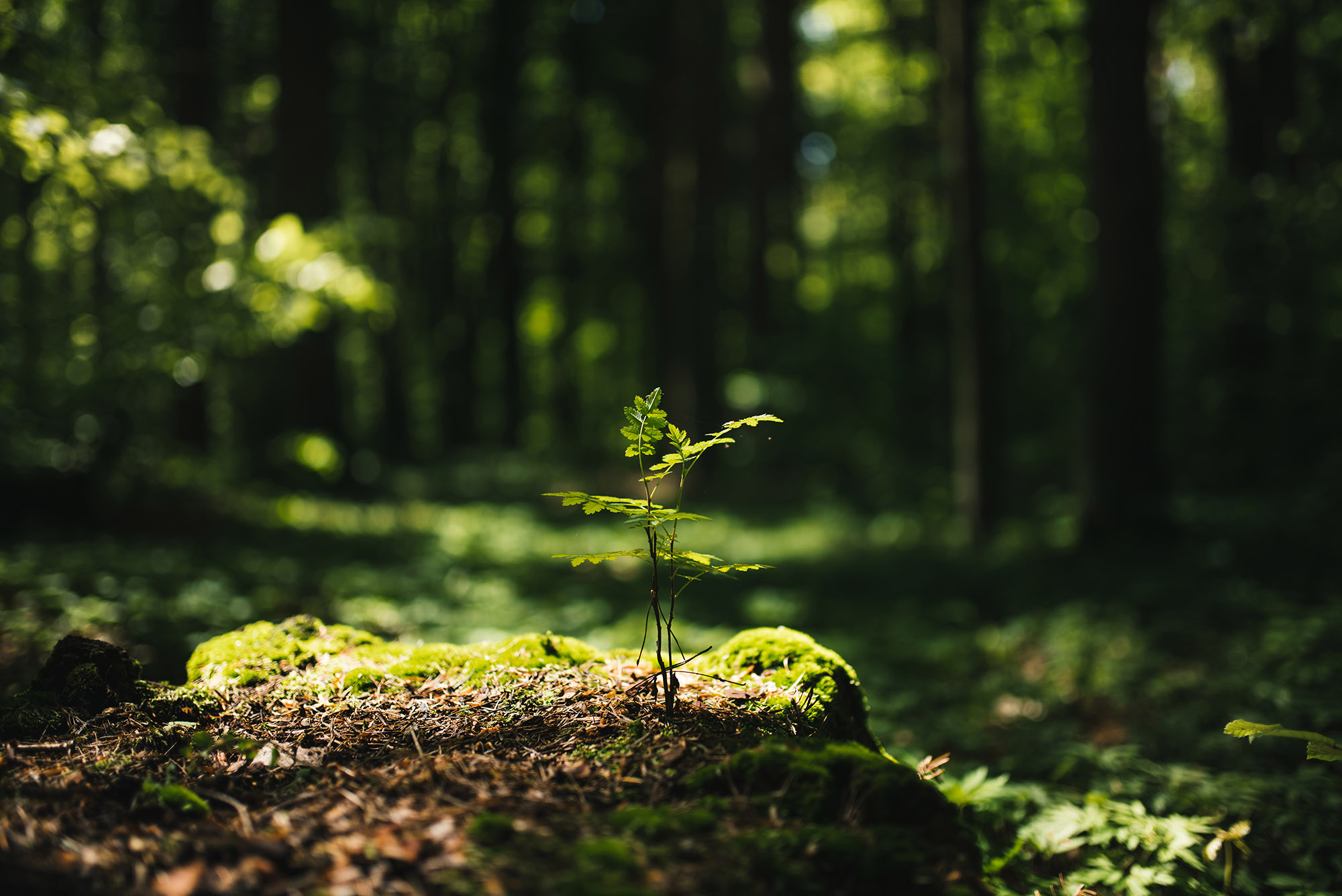 Ecosystem Services of the Forest
