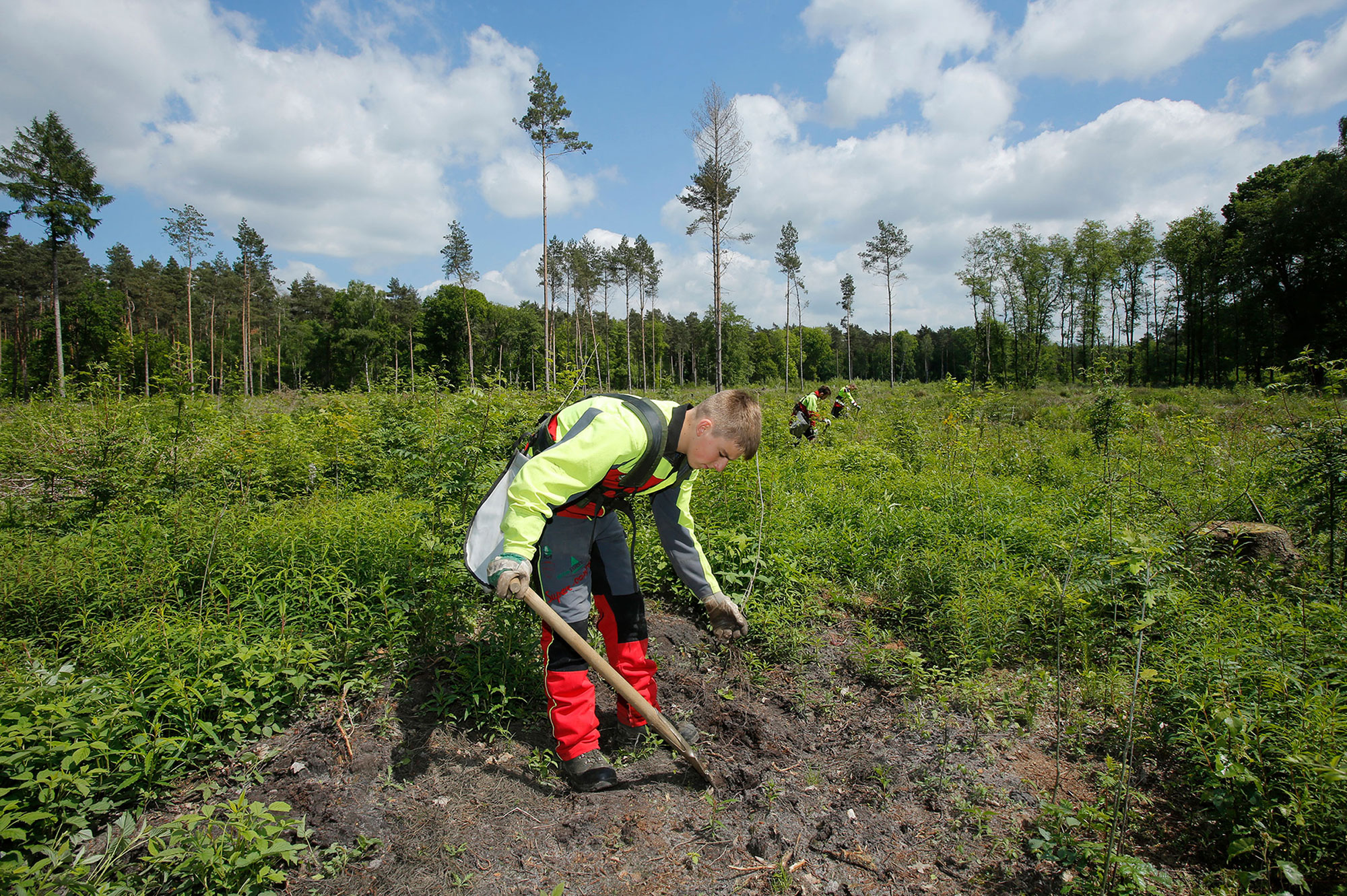 Planting a Forest – An Investment in the Future