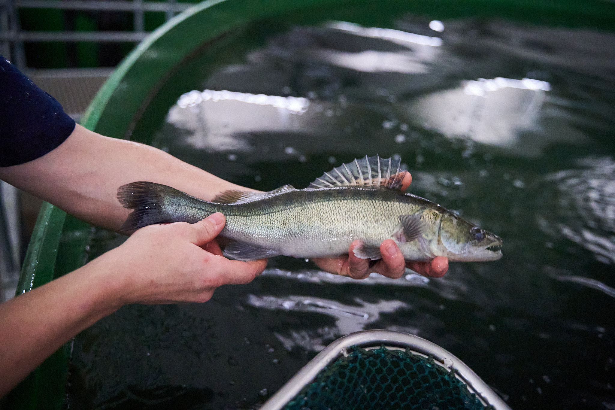 Inhouse Farming Fisch in innovativen Kreislaufsystemen