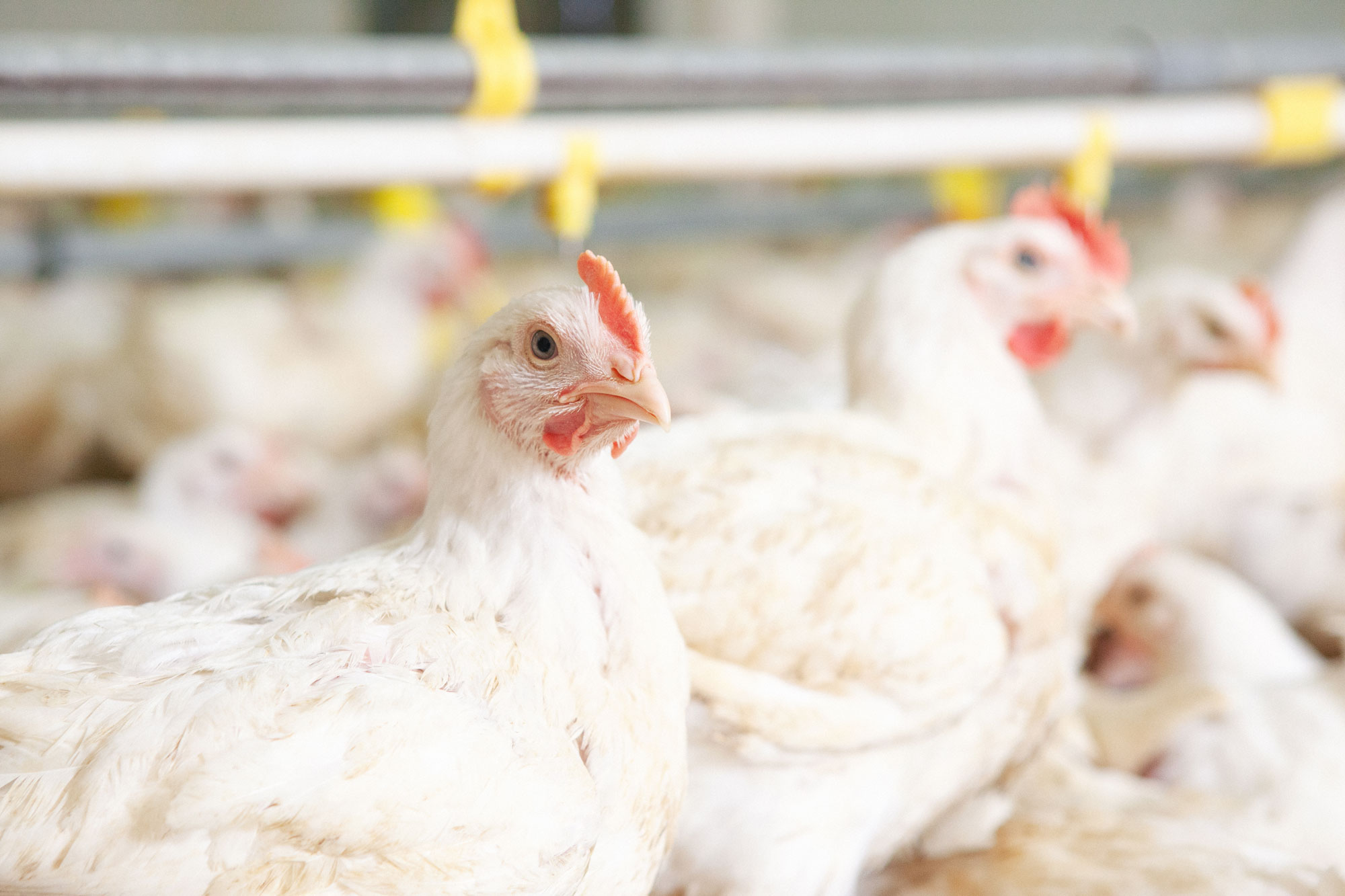 European Poultry Club