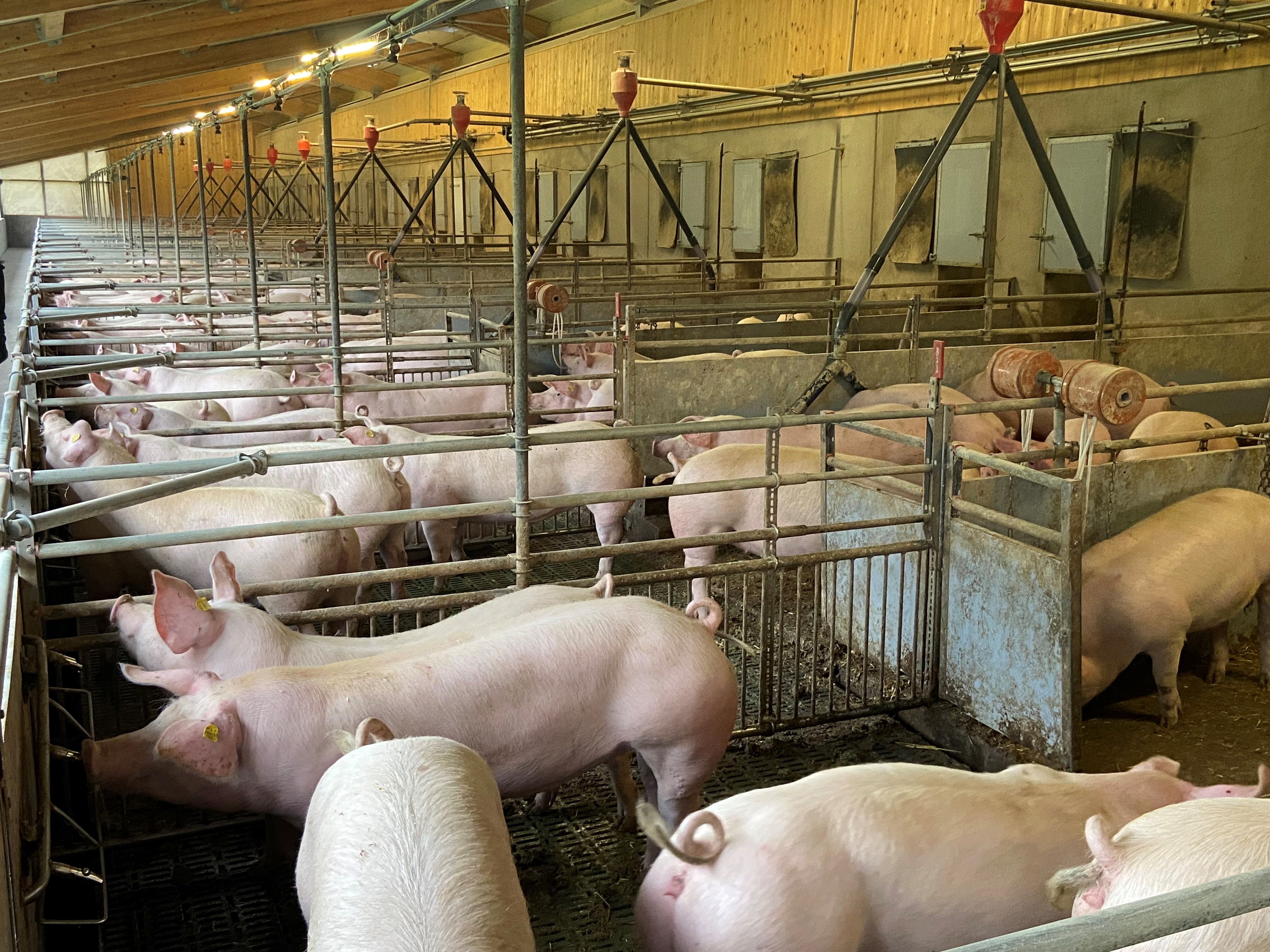 European Pig Producers
